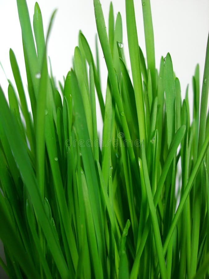 Healthy Grass Stock Image Image Of Lawn Grass Field 6247987