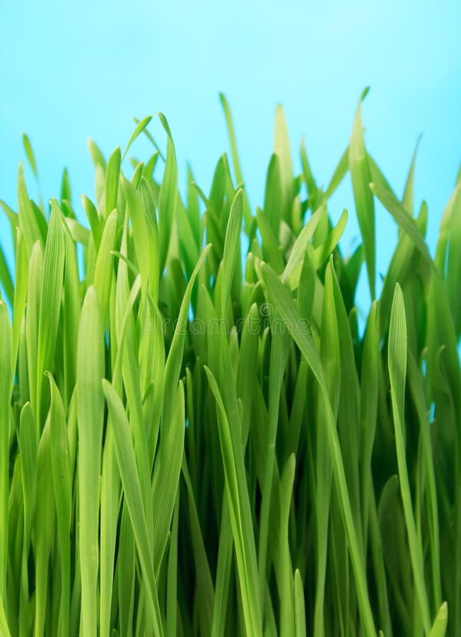 Healthy Grass Growing in Soil Stock Photo - Image of fresh, meadow ...