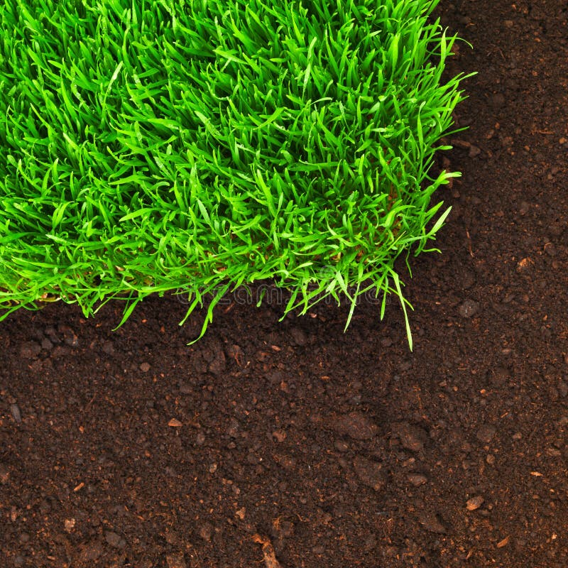 Healthy grass stock photo. Image of growing, close, back - 1306566