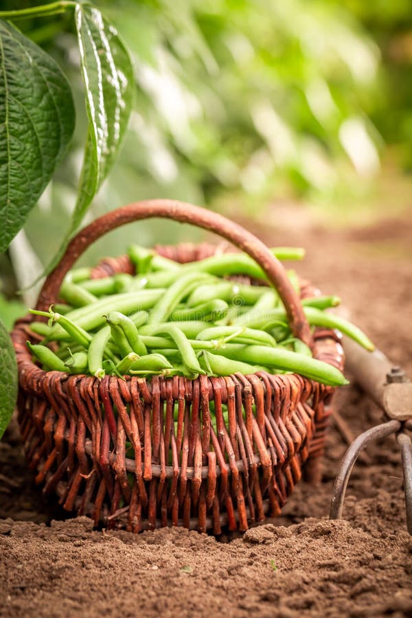 Soy beans field stock photo. Image of nothern, agriculture - 58095824