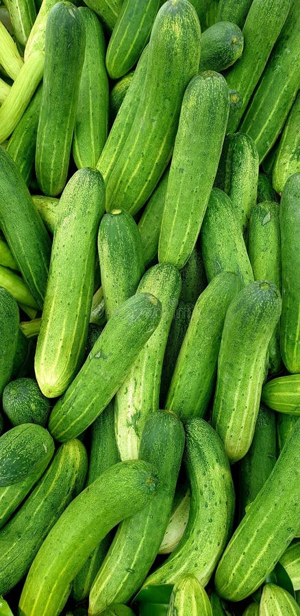 Healthy Green Cucumber Vegetables Pictures Stock Image - Image of ...