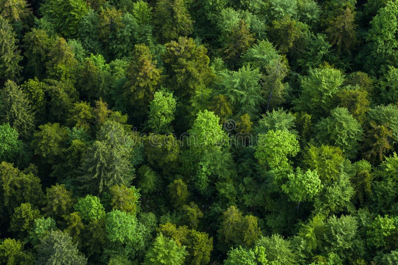 Healthy green forest stock image. Image of spring, natural - 38300989