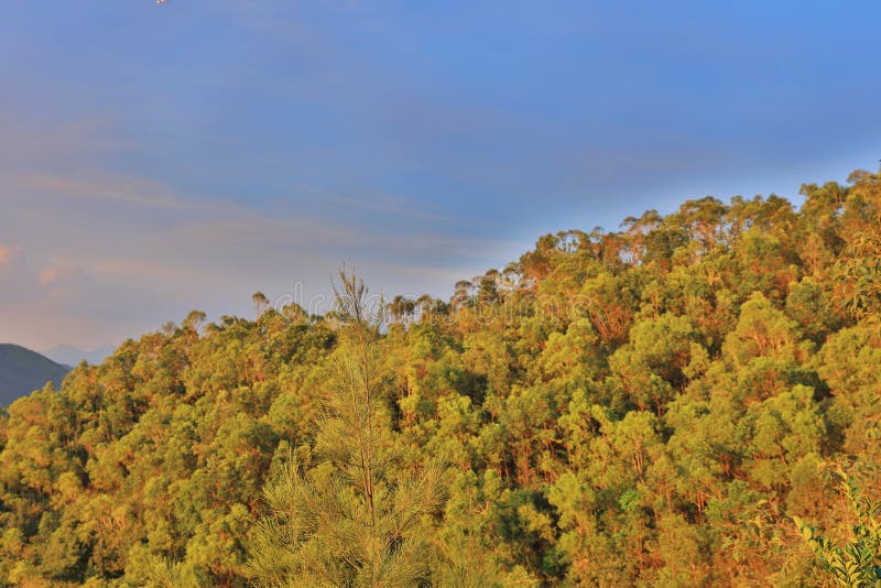 Healthy Green Forest at Lam Tin Stock Photo - Image of weather, green ...