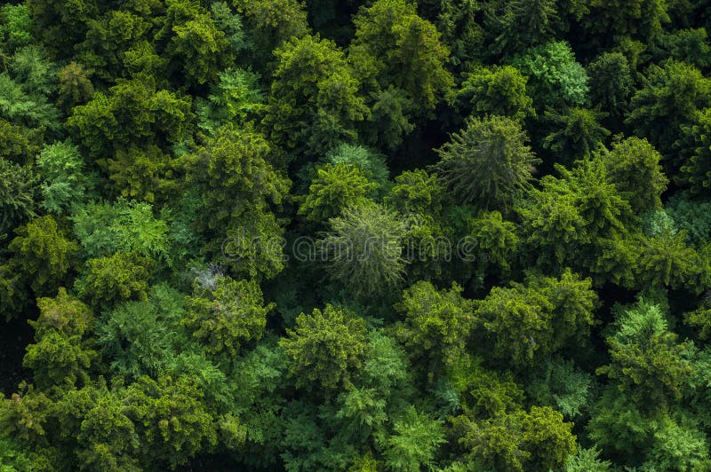 Healthy Green Forest with Tree Tops Stock Photo - Image of pine ...