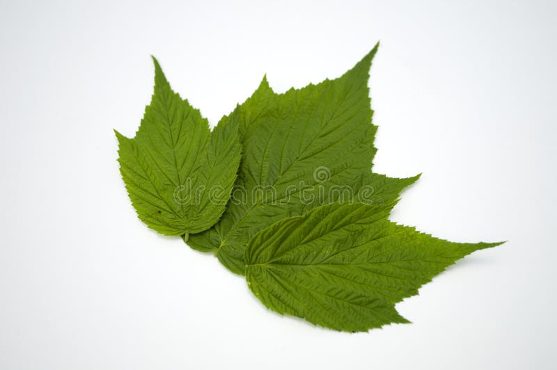 A Healthy Green Leaf Raspberry on a White Background Stock Photo ...