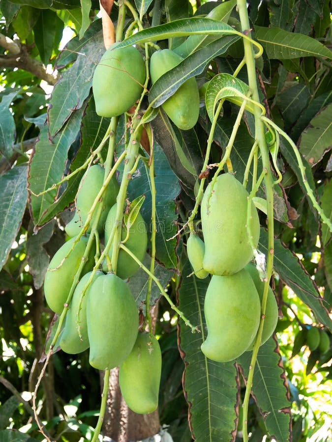 Healthy Green Mango Fruit Tree, Mango Fruit Concept Stock Photo - Image ...