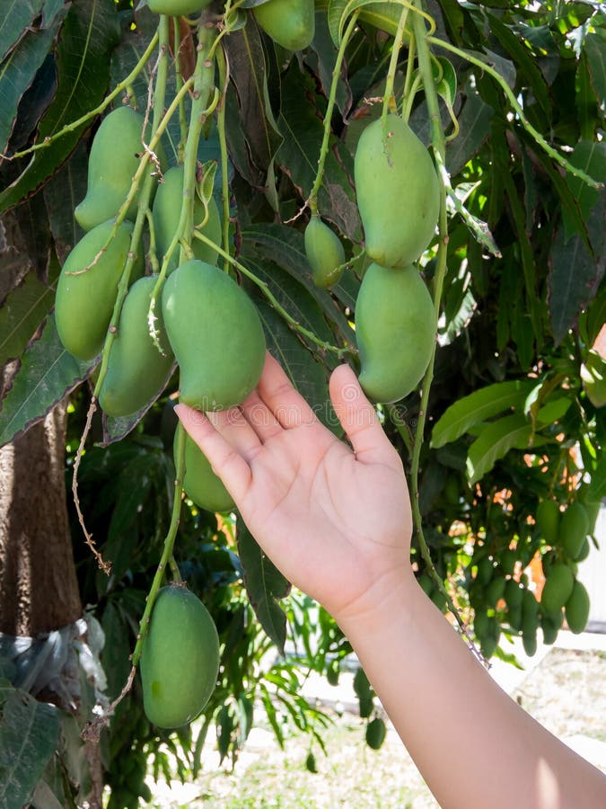 Healthy Green Mango Fruit Tree, Mango Fruit Concept Stock Image - Image ...