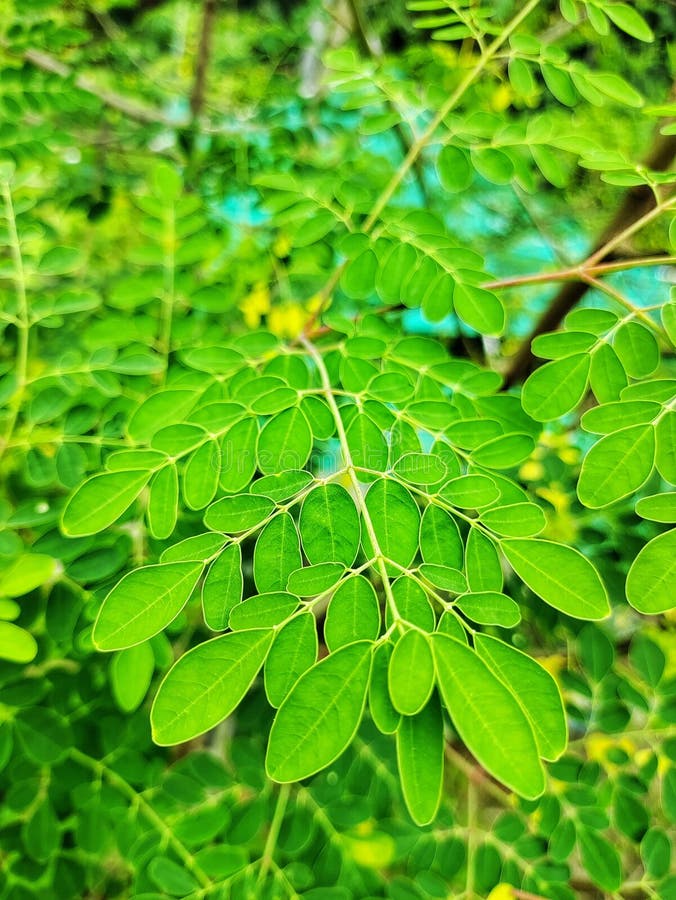 Healthy Green Moringa Leaf in Nice Blur Background HD Stock Image ...