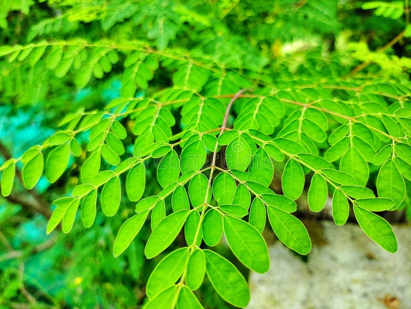 Healthy Green Moringa Leaf in Nice Blur Background HD Stock Photo ...