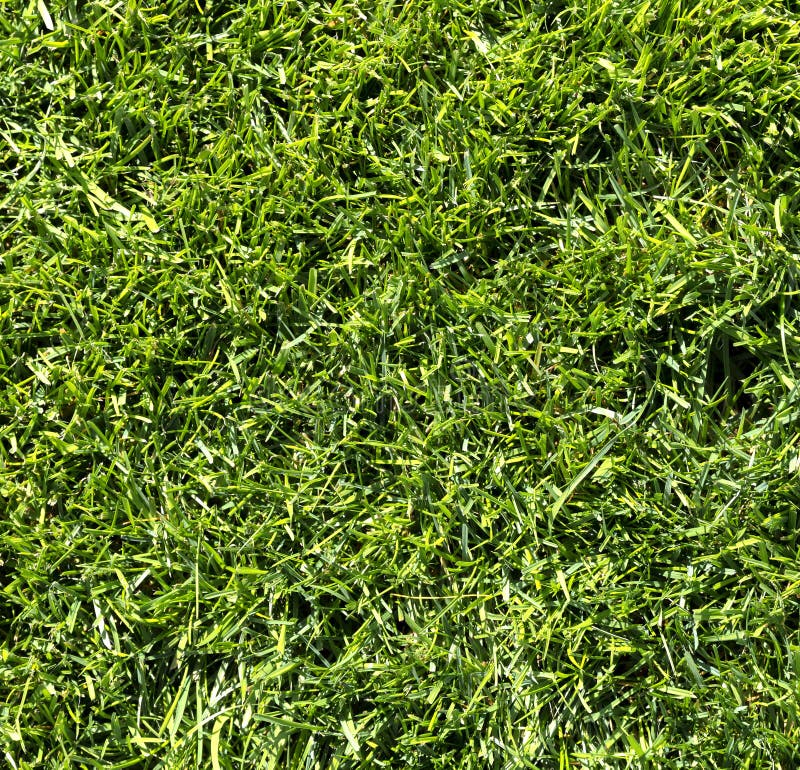 Healthy Growing Grass for Lawn in Filled Frame Format Stock Photo ...