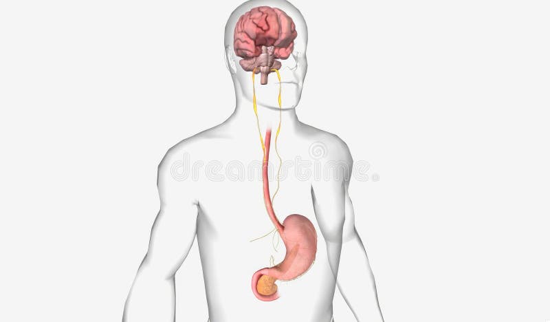 Healthy Gut and Brain Axis stock illustration. Illustration of parts ... Healthy Gut and Brain Axis stock illustration. Illustration of parts ...