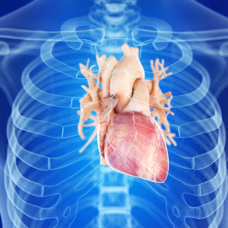 The healthy heart stock illustration. Illustration of rendering - 114078571