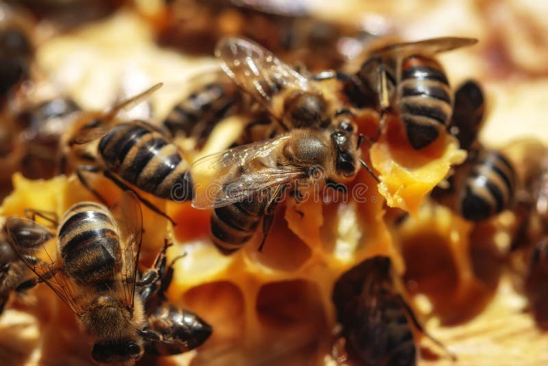 Healthy honey bees stock image. Image of harvesting, bees - 71160407