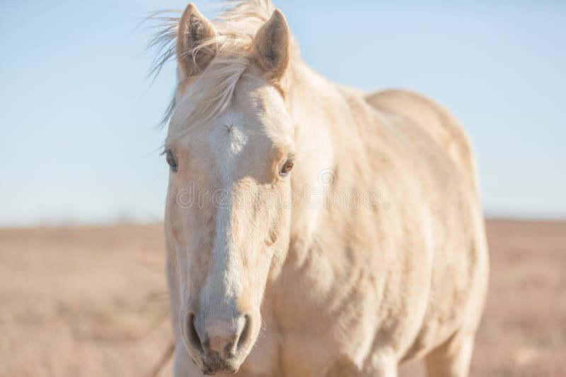 Healthy horse stock photo. Image of close, country, attentive - 49303566