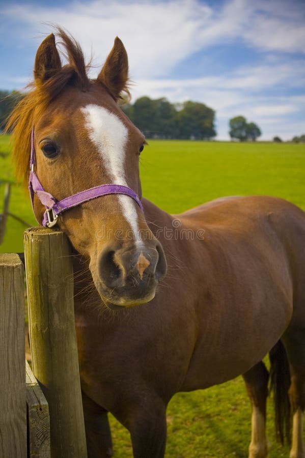 Healthy horse portrait stock photo. Image of enclosed - 31278672