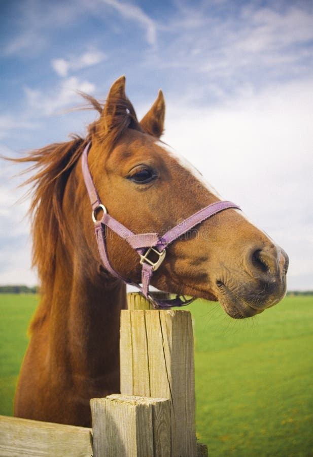 Healthy horse portrait stock photo. Image of enclosed - 31278672