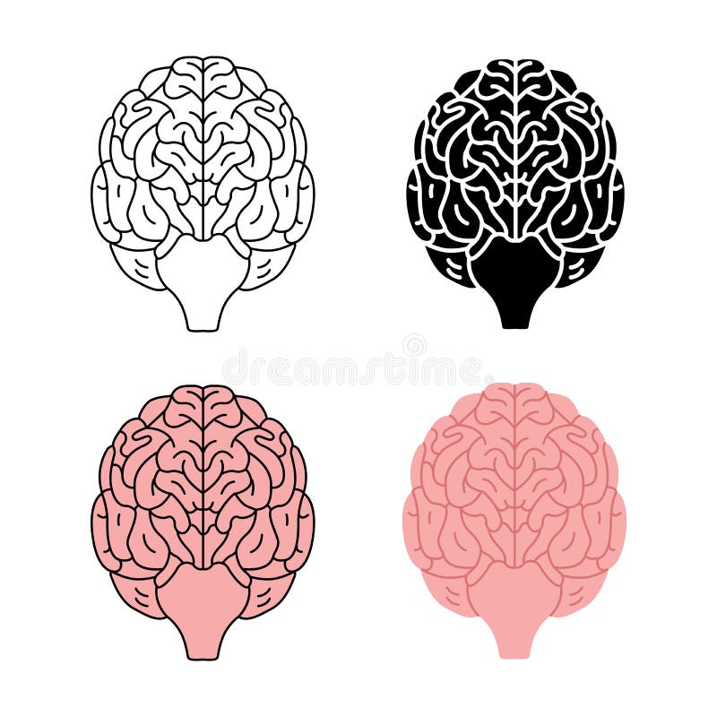 Healthy Human Brain Front View Vector Illustration Stock Vector ...