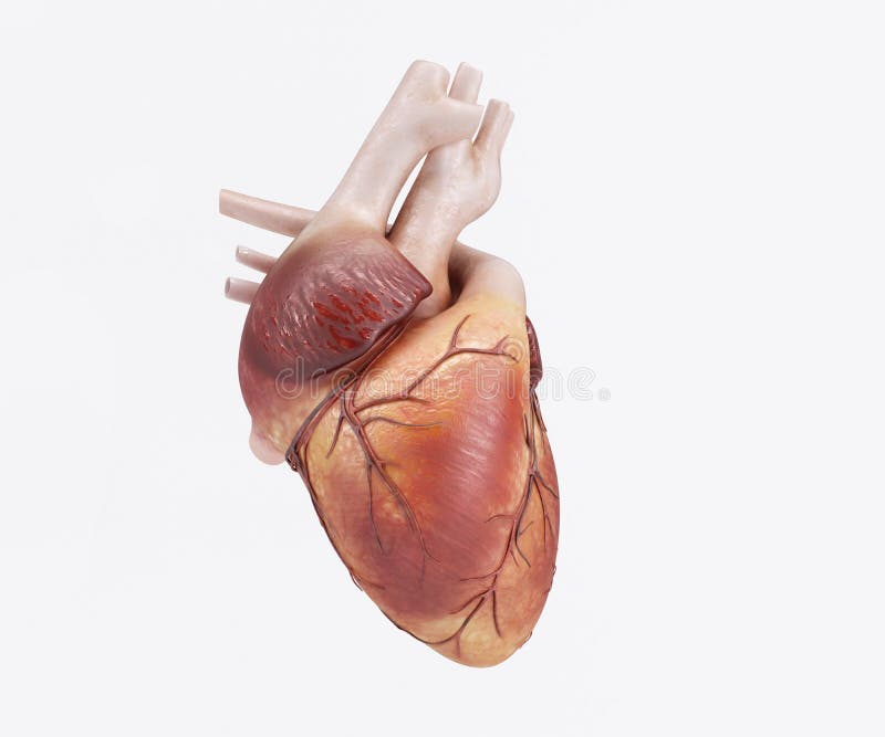 Healthy Human Heart stock illustration. Illustration of render - 65871582