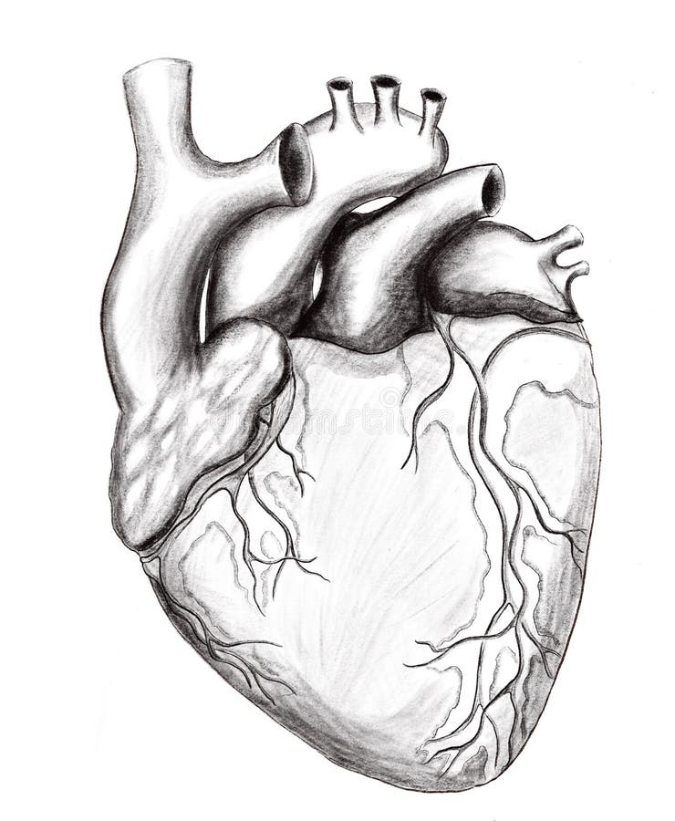 Healthy Human heart stock illustration. Illustration of heart - 161486797