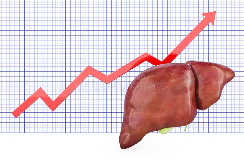 Healthy Human Liver with Gallbladder with Growing Chart, 3D Rendering ...