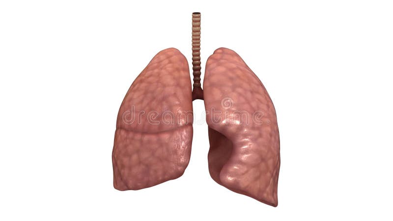Human lungs of smoker stock video. Video of hospital - 241751921