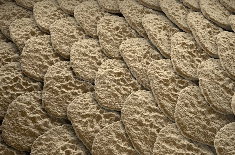 Healthy Human Skin Epidermis Surface - Isometric View 3d Illustration ...