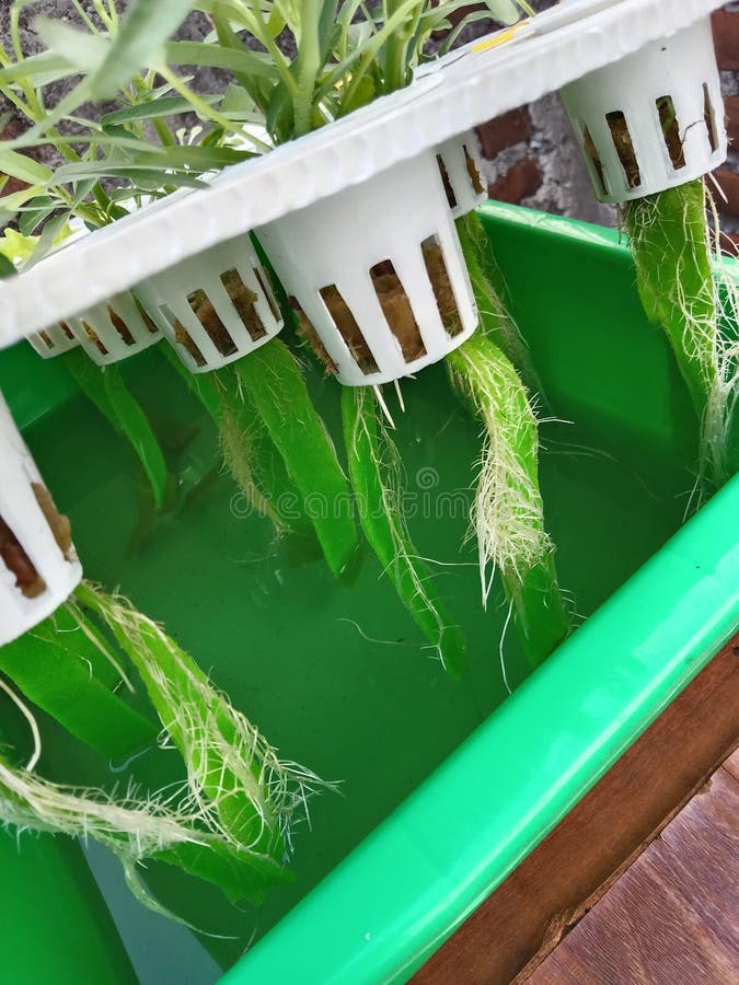 A Healthy Hydroponic Vegetable with a Clean White Root Stock Image ...