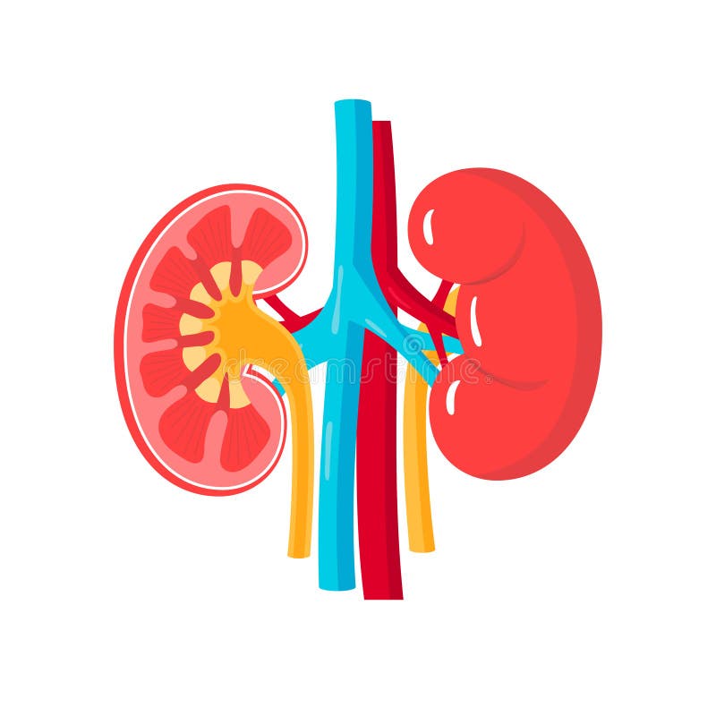 Healthy kidneys vector stock vector. Illustration of graphic - 129687388