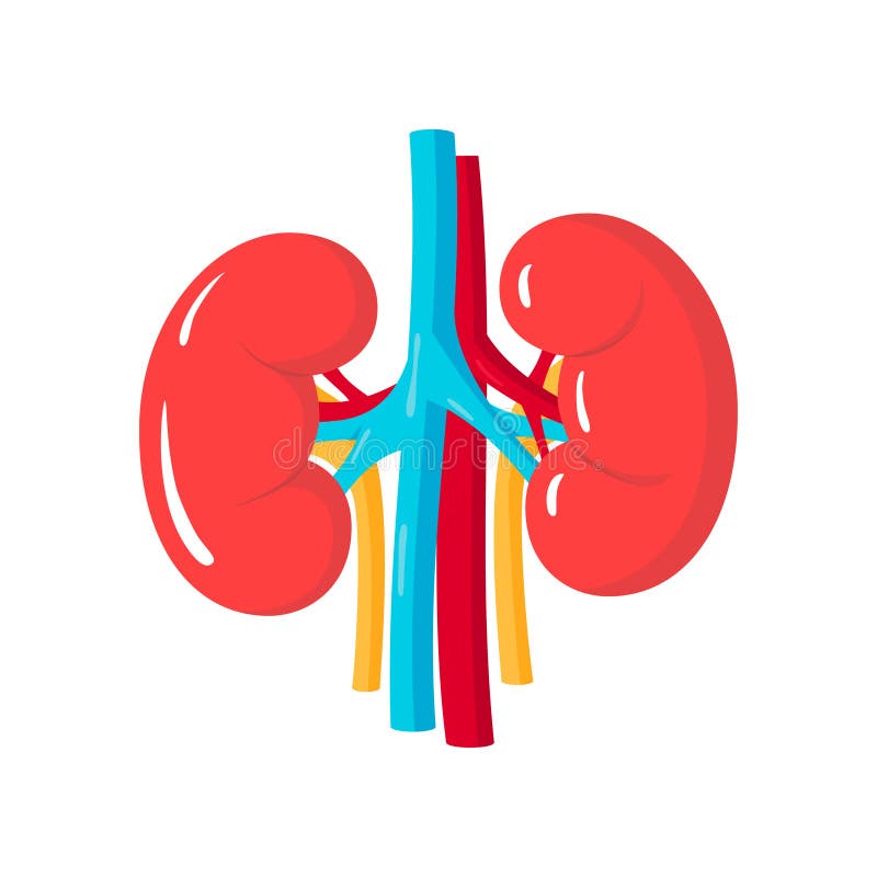 Healthy kidneys vector stock vector. Illustration of graphic - 129687388