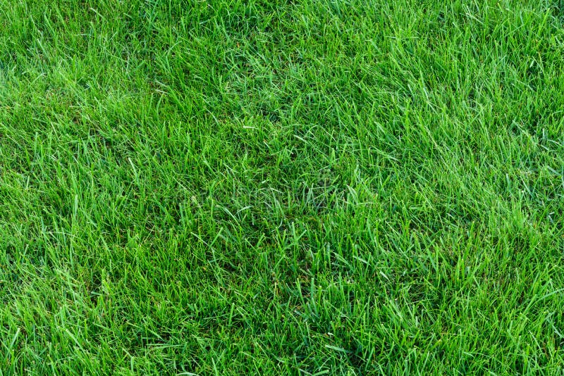 Healthy Lawn As a Background Stock Image - Image of fresh, lawn: 70534541