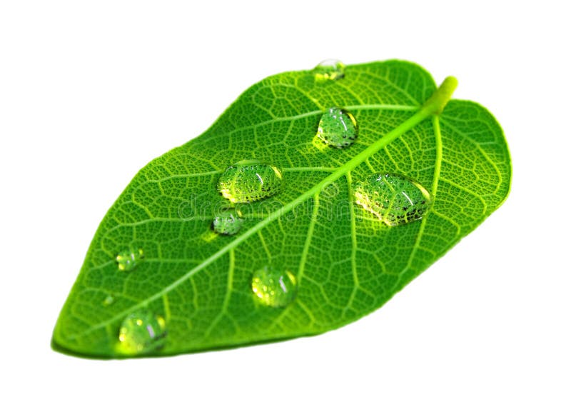 Healthy leaf stock photo. Image of water, droplets, botany - 3366786