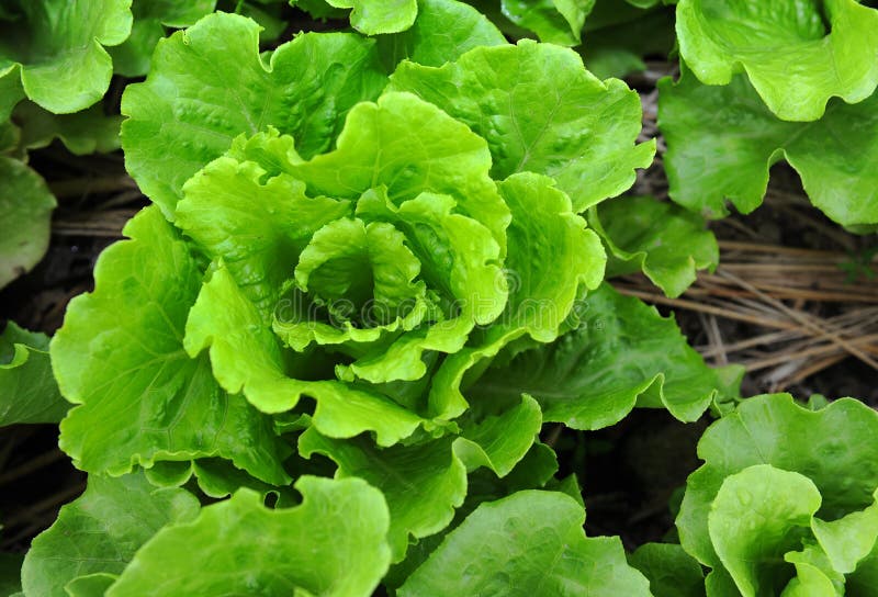 Healthy lettuce stock image. Image of field, greenhouse - 16865531