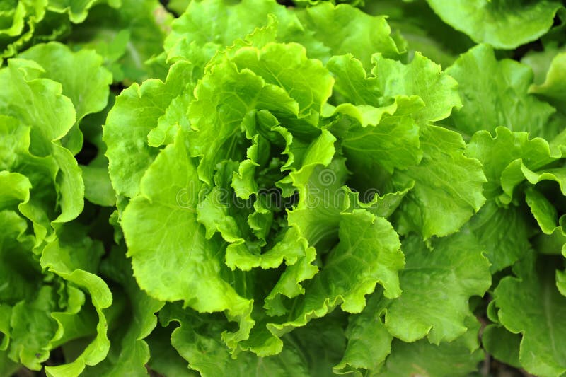Healthy lettuce stock image. Image of health, cultivate - 17132219