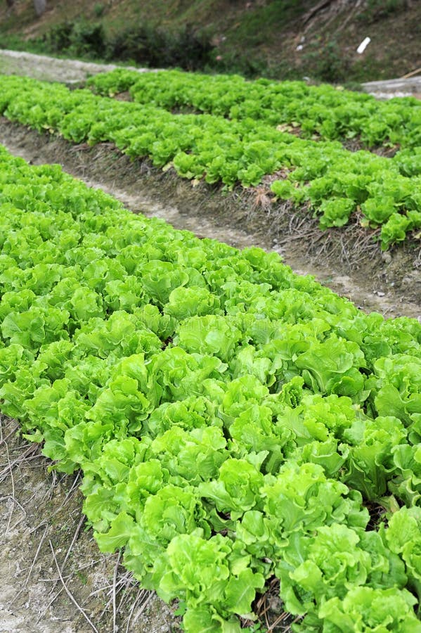 Healthy lettuce stock image. Image of horizontal, health - 17211591