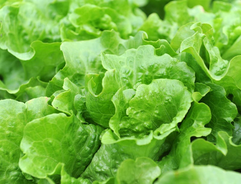 Healthy lettuce stock image. Image of fresh, cabbage - 21563325