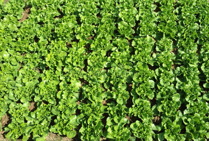 Healthy lettuce stock photo. Image of field, crop, green - 23252498