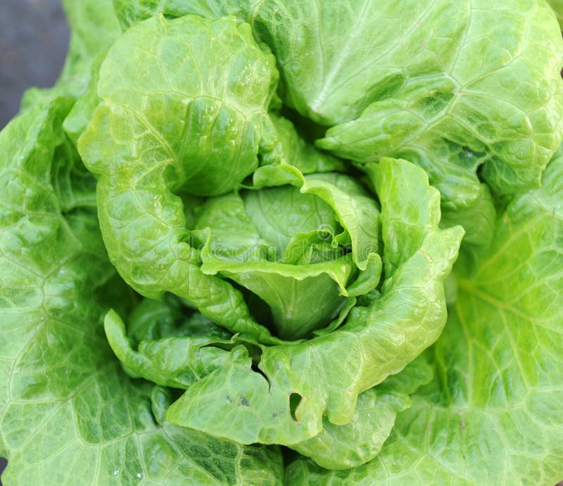 Healthy lettuce stock photo. Image of growing, diet, health - 30791332