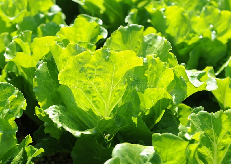 Healthy lettuce stock photo. Image of horizontal, agriculture - 67591876