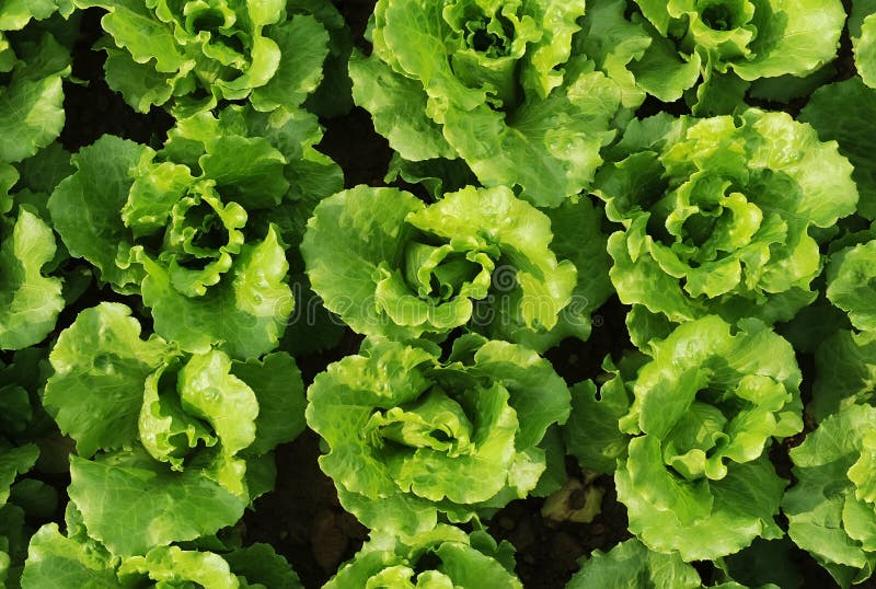 Healthy lettuce stock image. Image of land, dirt, earth - 71482003