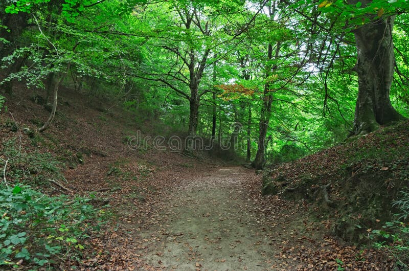 Long Pleasant Path for a Relaxing Walk in the Forest. Stock Photo ...