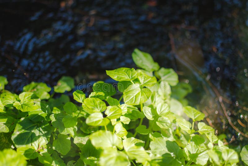 A Healthy Live Growing Flower by the River. Stock Image - Image of ...