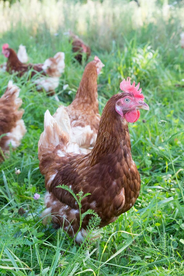 Healthy Lying Hens Walking Outdoors in Green Grass Stock Photo - Image ...