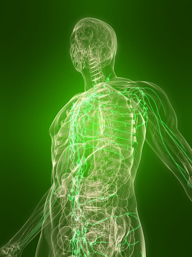 Healthy lymphatic system stock illustration. Illustration of body ...