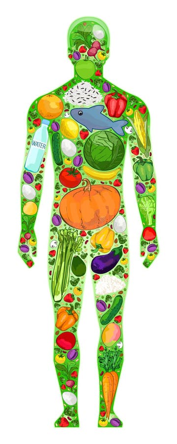 Healthy man, food, vector stock vector. Illustration of person - 79573456