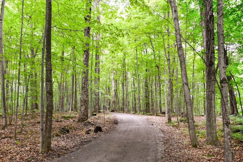 Healthy Maple Forest Pathway during Summer Stock Photo - Image of ...