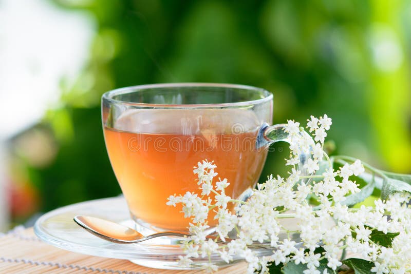 Healthy Medicine Elder Fresh Flower Tea Stock Photo - Image of ...