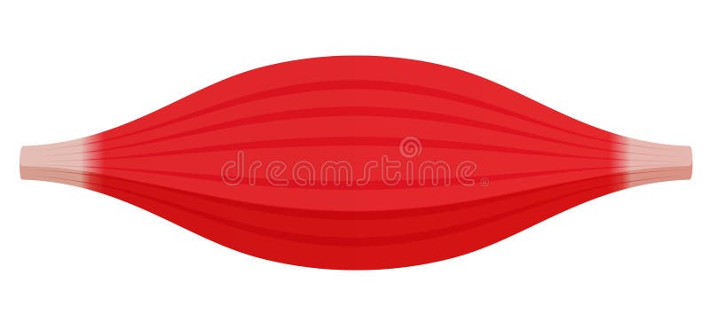 Healthy Muscle Vector Illustration Red Muscle Stock Vector ...