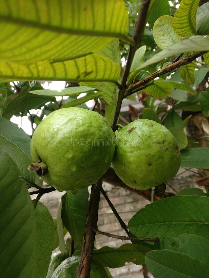 Beautiful Green Organic Guava Stock Photo - Image of food, branch ...