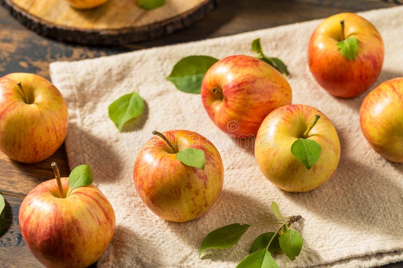 Healthy Organic Royal Gala Apples Stock Photo - Image of vegetarian ...