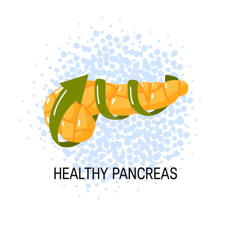 Exocrine Endocrine Gland Stock Illustrations – 104 Exocrine Endocrine ...